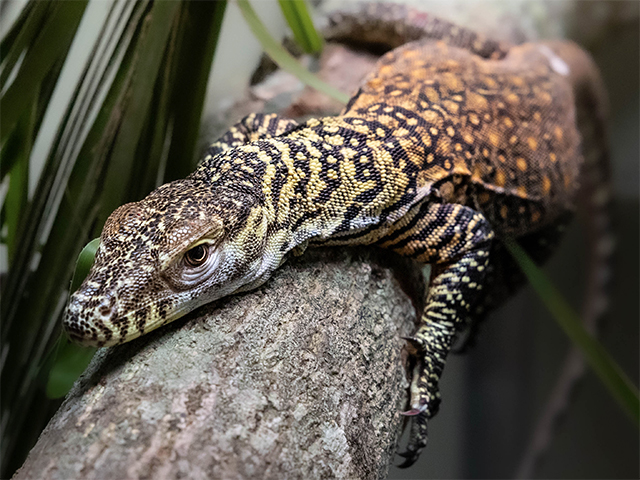 Komodo dragons at Australia Zoo | Girl.com.au