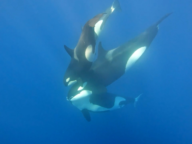 Killer Whale: Australia's Megapod Splashes onto the ABC this August ...