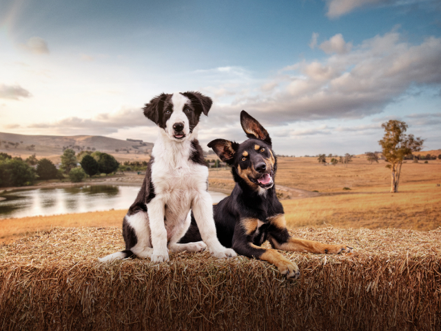Muster Dogs Unleashed: The Global Sensation Is Back | Girl.com.au