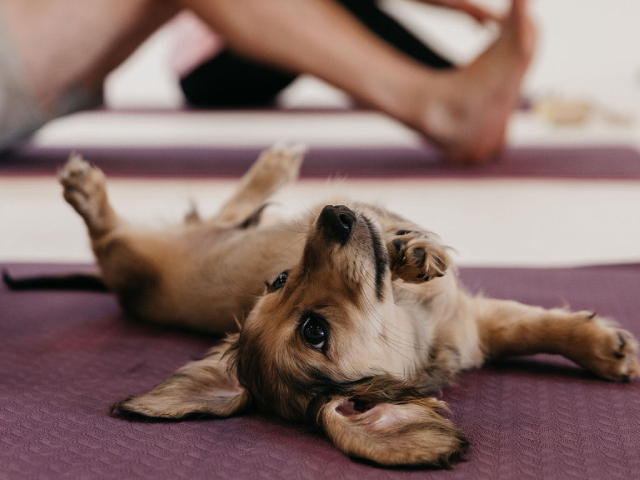 Puppy Yoga Meets Coconut Water: Aussie Businesses Combine for Ultimate ...