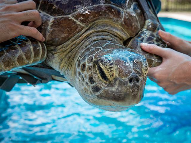 Spike in sea turtle admissions, including mystery shell disease in ...