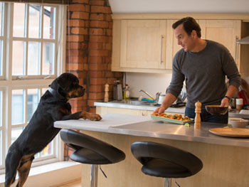 Will Arnett Show Dogs | Girl.com.au