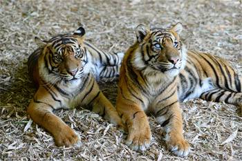 Tigers About the House | Girl.com.au